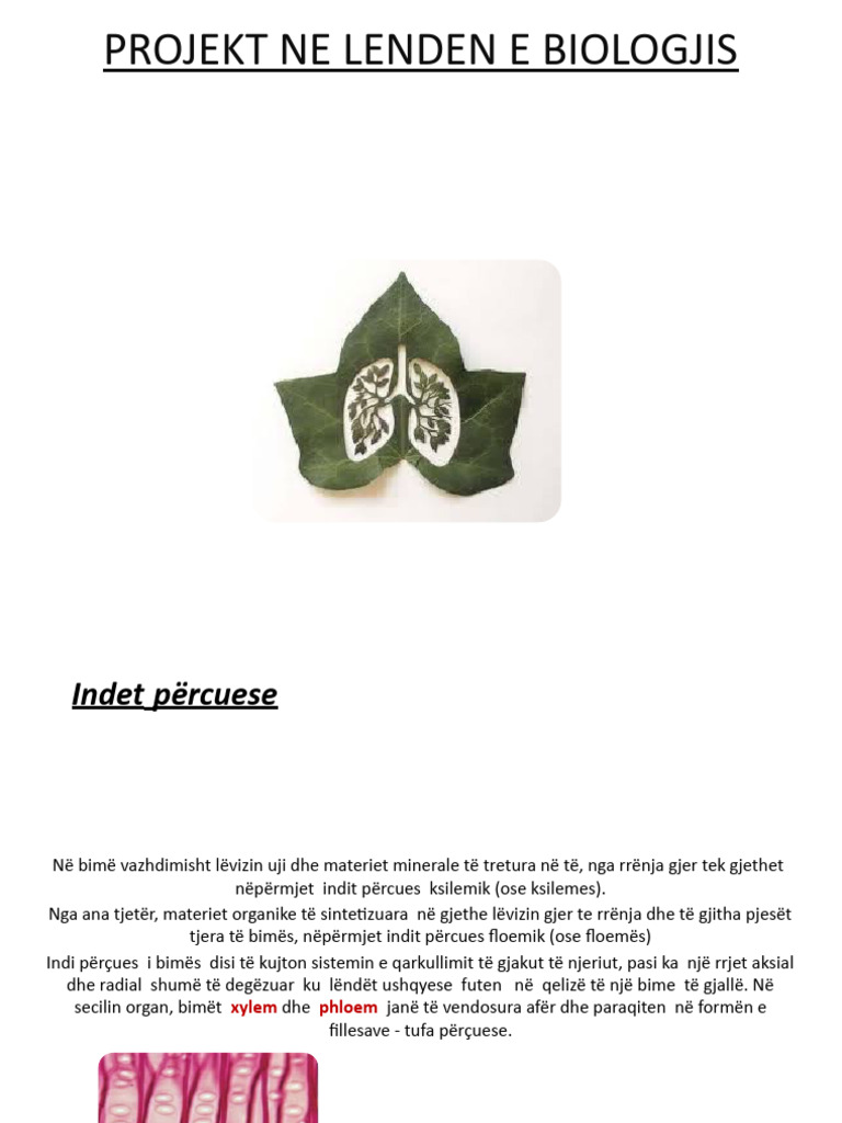Indet | PDF