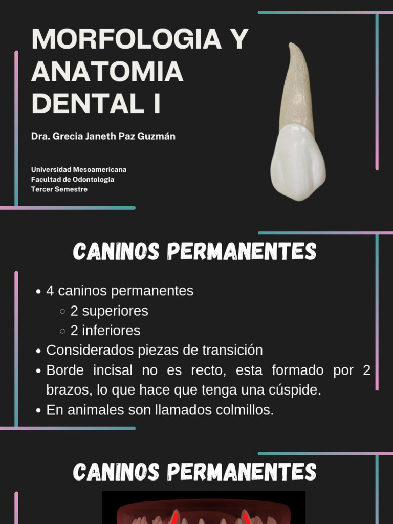 Canino Superior | PDF | Anatomia dental | Odontología