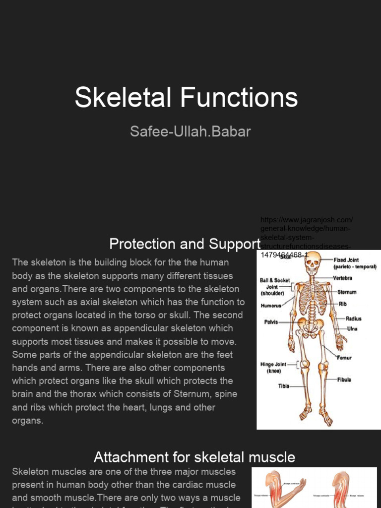 The Skeleton | PDF | Anatomical Terms Of Motion | Bone