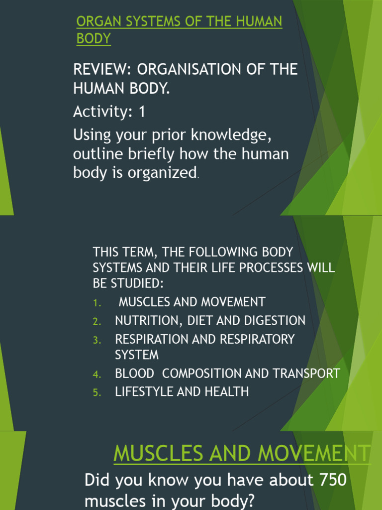 Human Body Organ Systems Overview | PDF | Respiratory Tract | Digestion