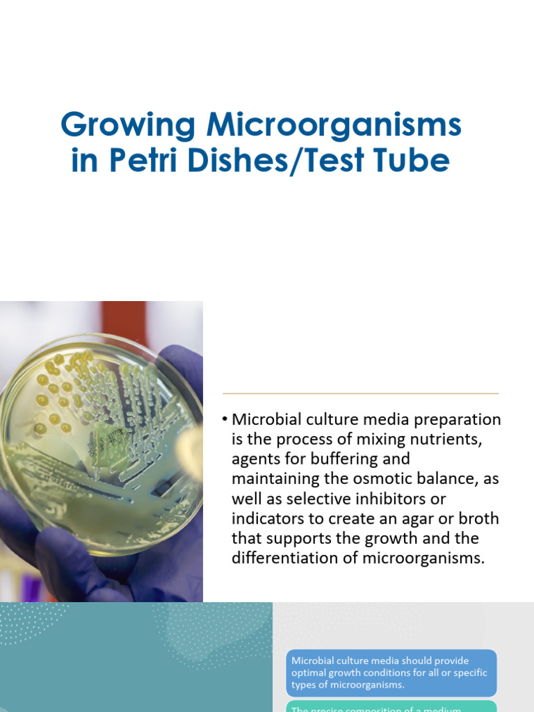 Microbial Growth in Petri Dishes | PDF | Growth Medium | Agar