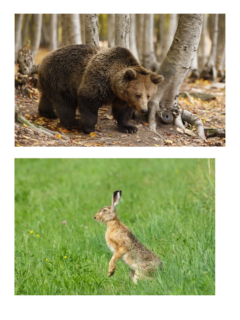 Forest Animals | PDF