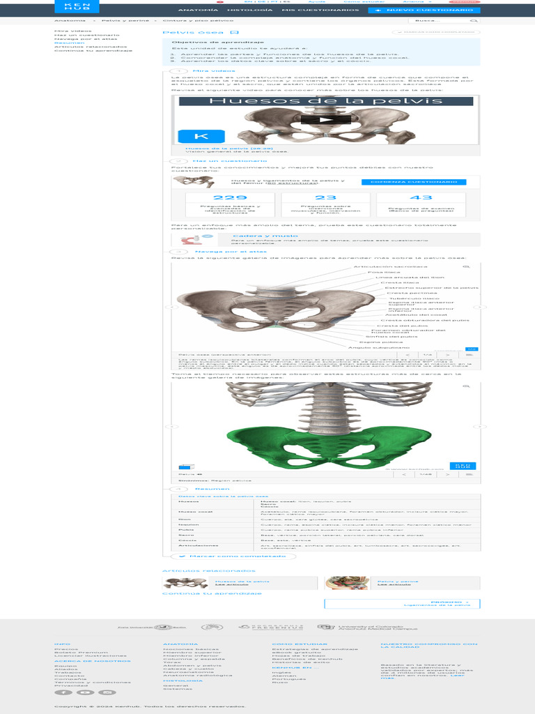 Pelvis ósea Kenhub Pdf Pelvis Sistema Musculoesquelético