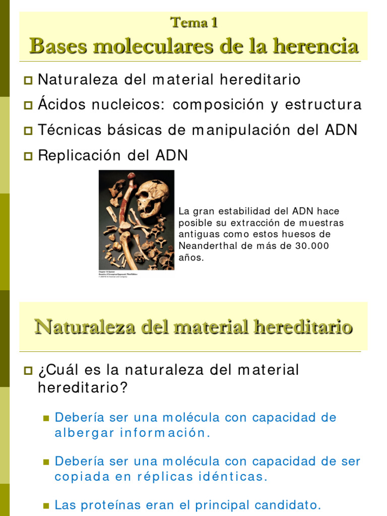 Tema 1 Bases Moleculares de La Herencia 2023 | Descargar gratis PDF | Reacción en cadena de la ...