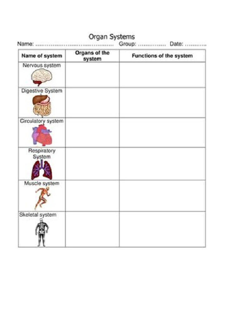 Organ System | PDF
