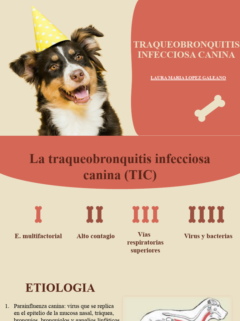 TRAQUEOBRONQUITIS | PDF | Tos | Virus
