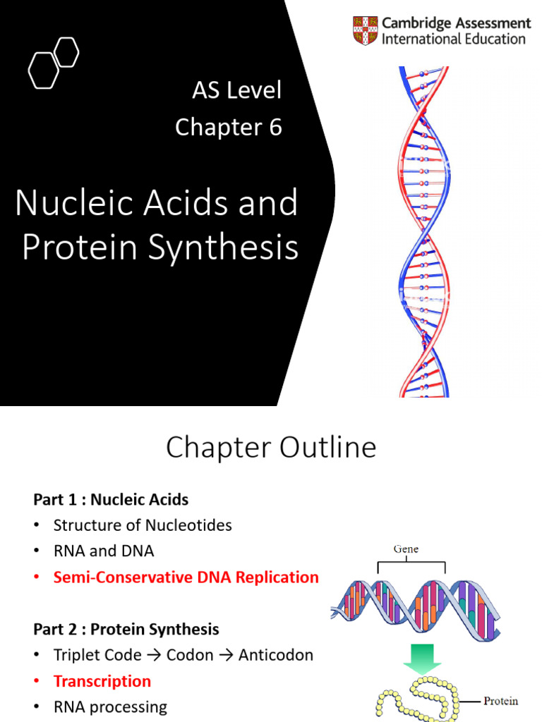 6 Nucleic Acids and Protein Synthesis | PDF | Translation (Biology) | Rna