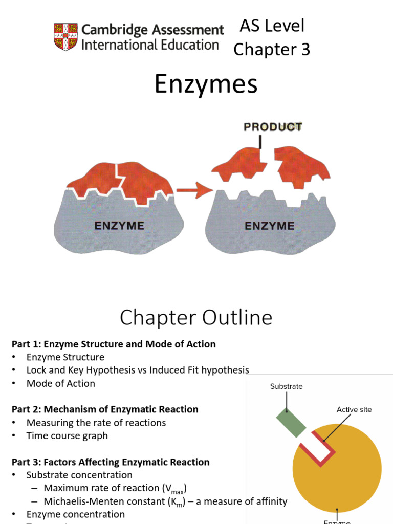 3 Enzymes | PDF | Enzyme Inhibitor | Active Site