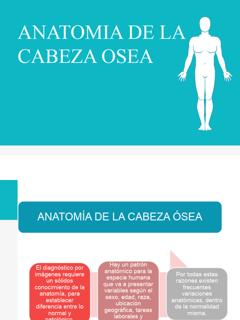 Anatomia Cabeza Osea Pdf Anatomía Humana Cabeza Y Cuello Humanos