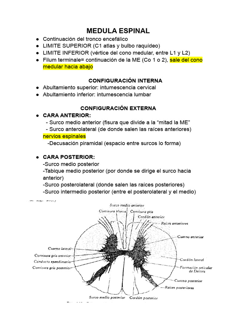 Medula Espinal | PDF | Arte