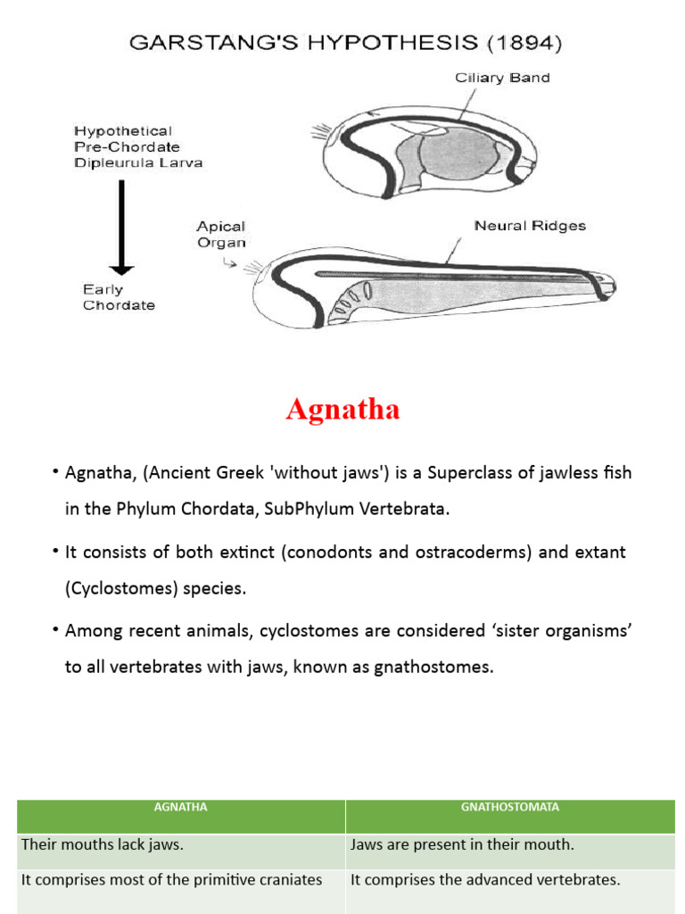 Jawless Fish: Agnatha Overview | PDF | Vertebrates | Fish