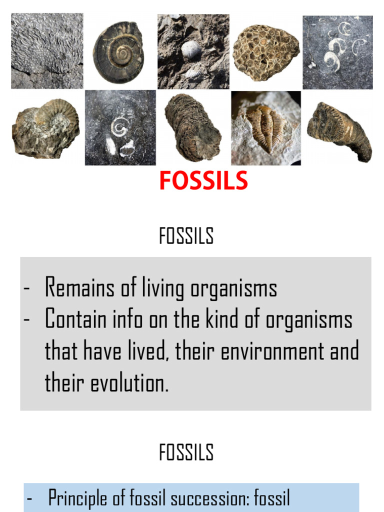 FOSSILS and INDEX Fossils Final | PDF