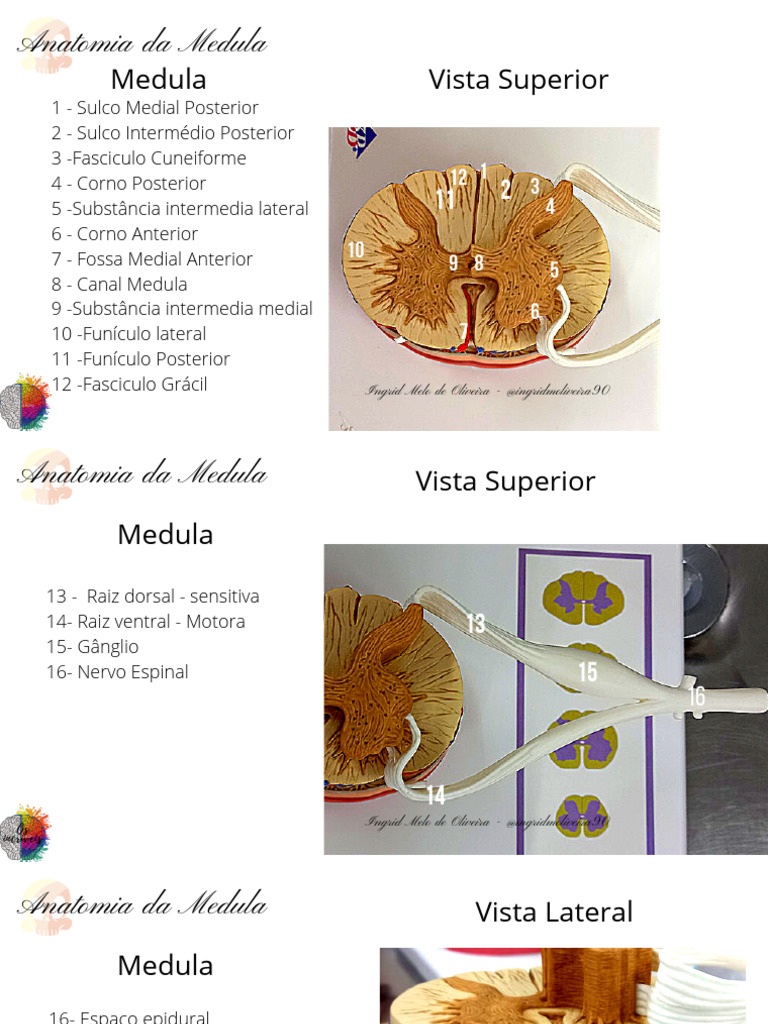 Anatomia Da Medula | PDF | Medula espinhal | Anatomia humana