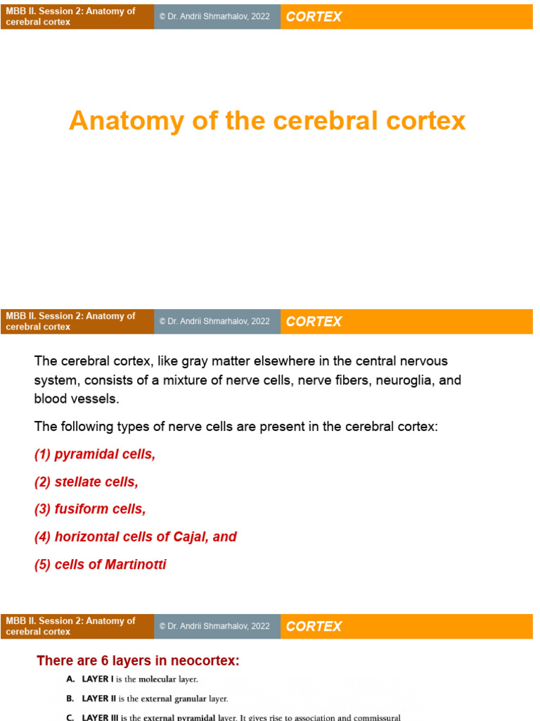 CORTEX (1) | PDF | Cerebral Cortex | Pyramidal Cell