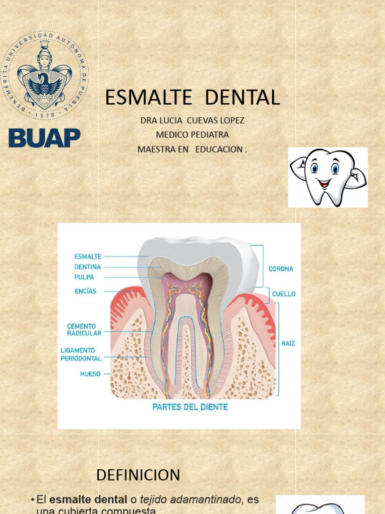 ESMALTE DENTAL (Autoguardado) | PDF | Esmalte de dientes | Anatomía