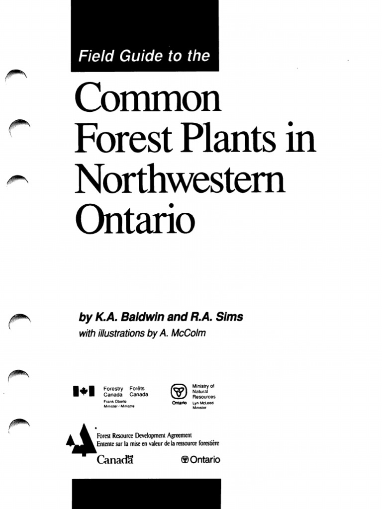 Field Guide To Forest Plants of Northern Ontario | PDF