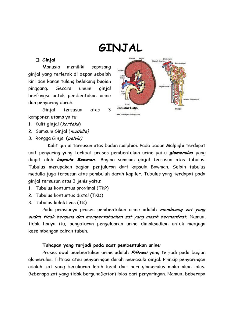 GINJAL | PDF