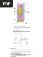 Test de Schober | PDF