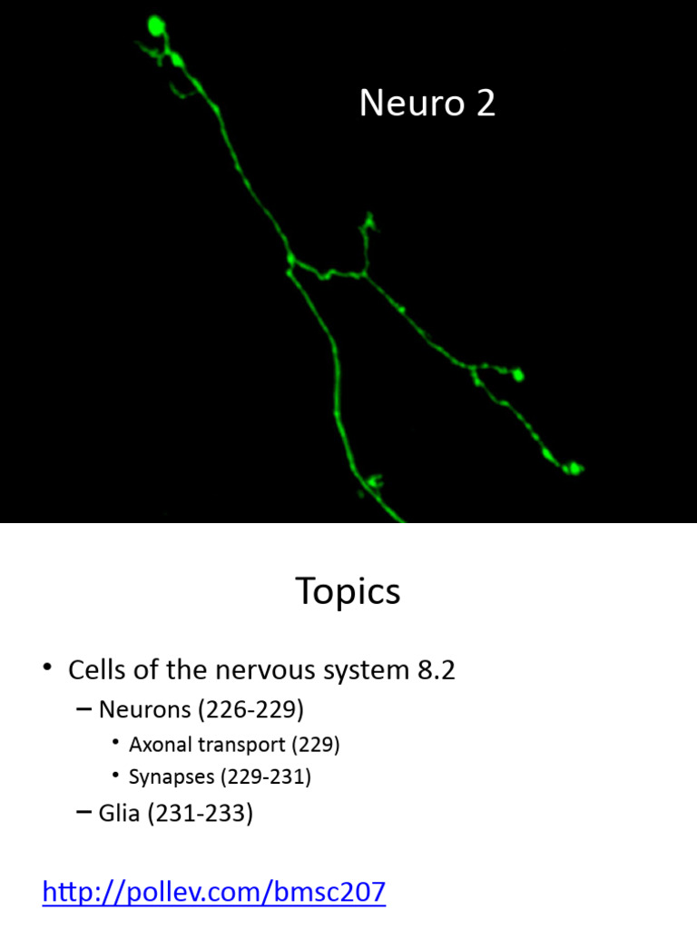 Neuro 2 | PDF | Axon | Neuron