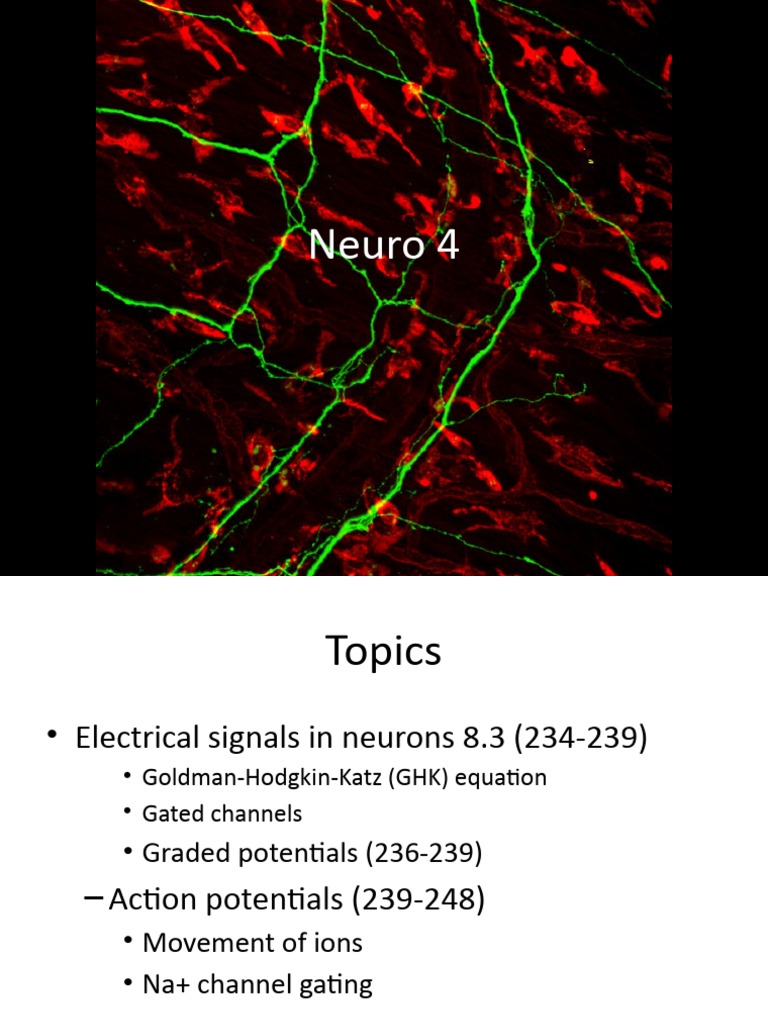 Neuro 4 | PDF | Action Potential | Inhibitory Postsynaptic Potential