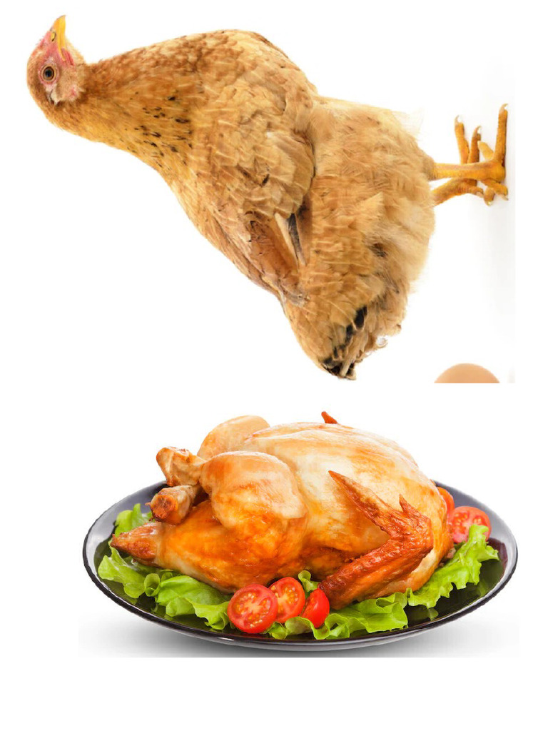 Ciclo de Vida Del Pollo | PDF