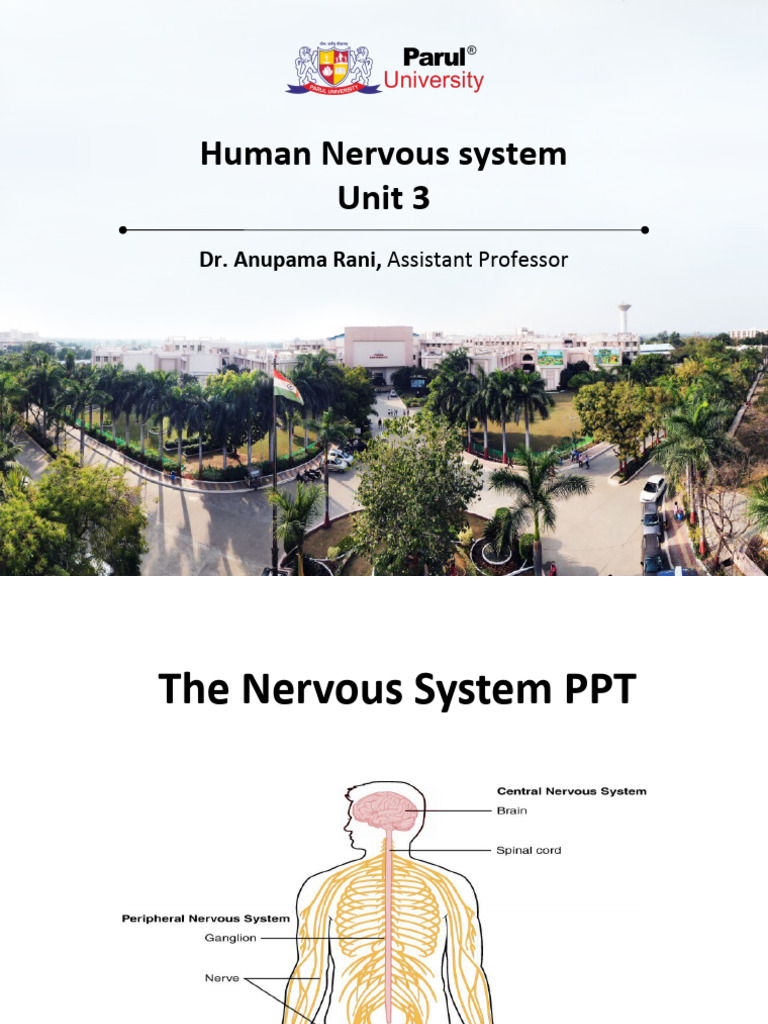 Nervous System Unit - 3 | PDF | Nervous System | Neuron