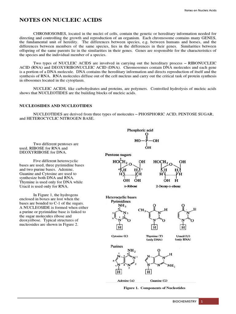 Notes On Nucleic Acids | Download Free PDF | Nucleotides | Rna
