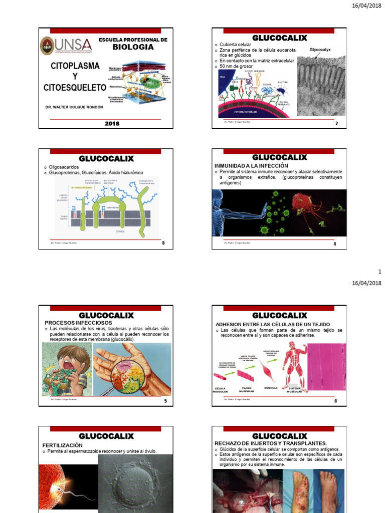 CITOPLASMA Y CITOESQUELETO | PDF | Actina | Citosol