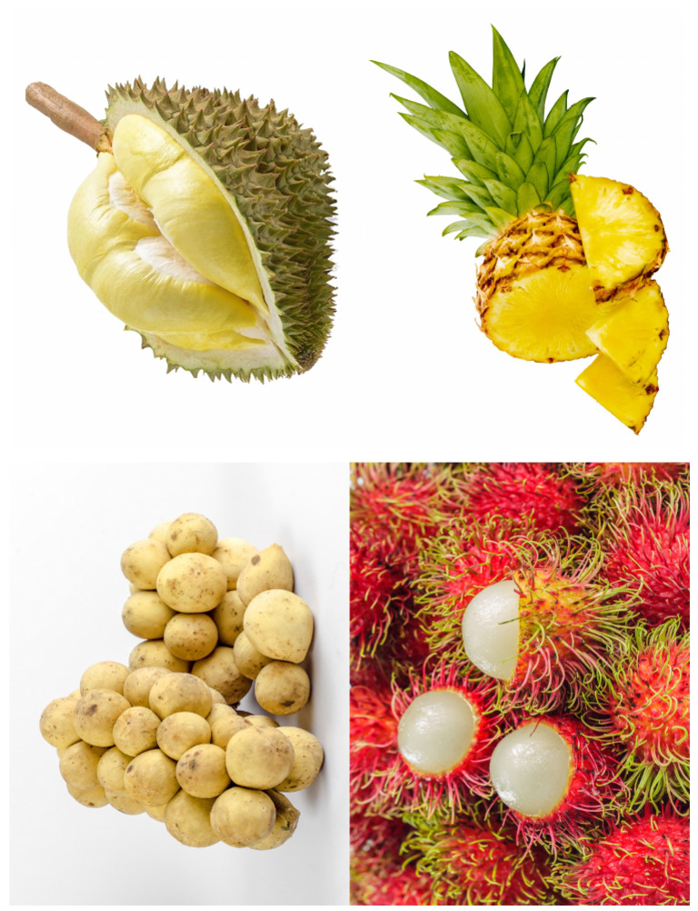 Durian | PDF