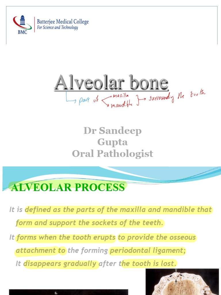 10 Alveolar Bone | PDF | Bone | Osteoblast