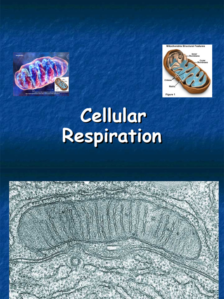 Cell Respiration | PDF | Cellular Respiration | Adenosine Triphosphate