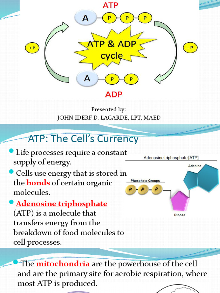 ATP: Energy Currency of Cells | PDF | Adenosine Diphosphate | Adenosine Triphosphate