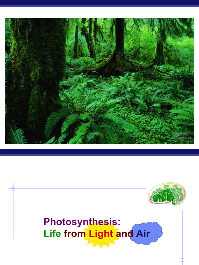 Photosynthesis | PDF | Photosynthesis | Cell Biology