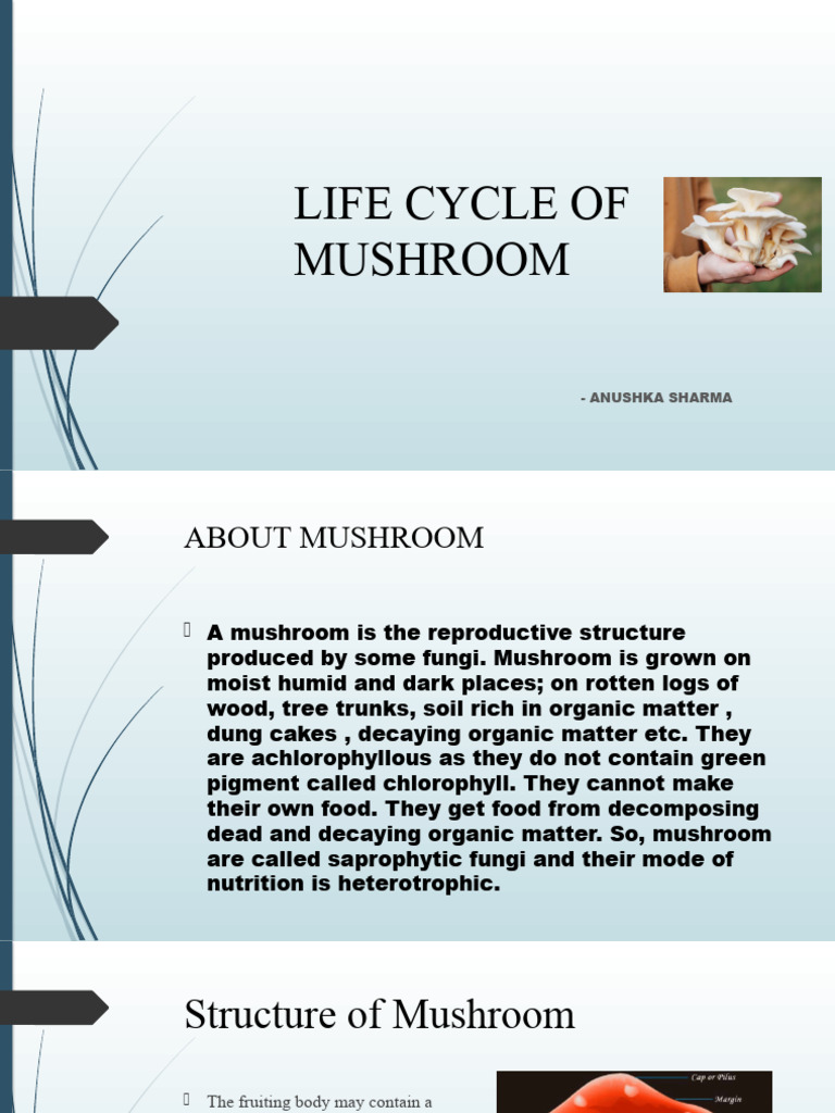 Life Cycle of Mushroom | PDF | Fungus | Mushroom