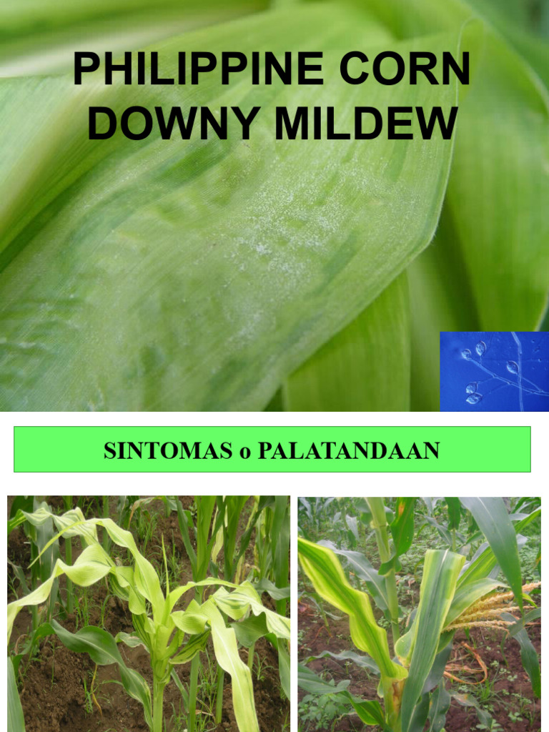 Corn Diseases | PDF