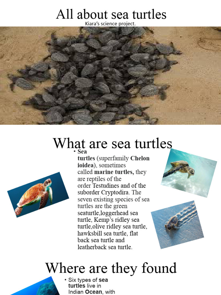 All About Sea Turtles | PDF | Sea Turtle | Turtle