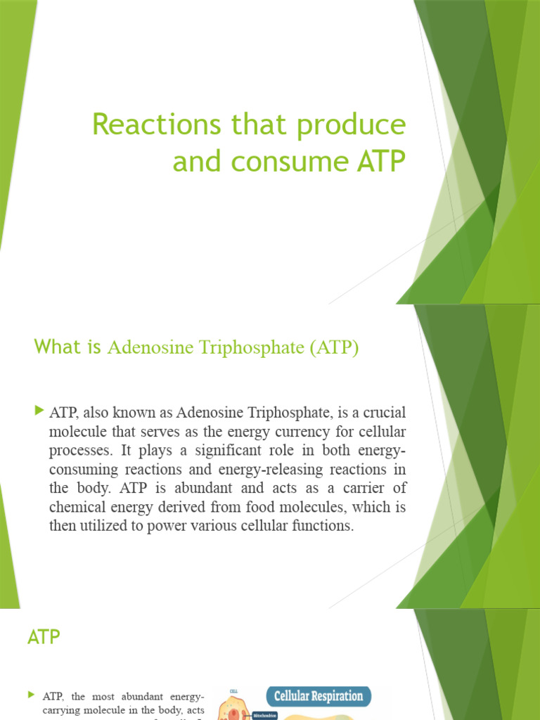 ATP: Production and Consumption Reactions | PDF