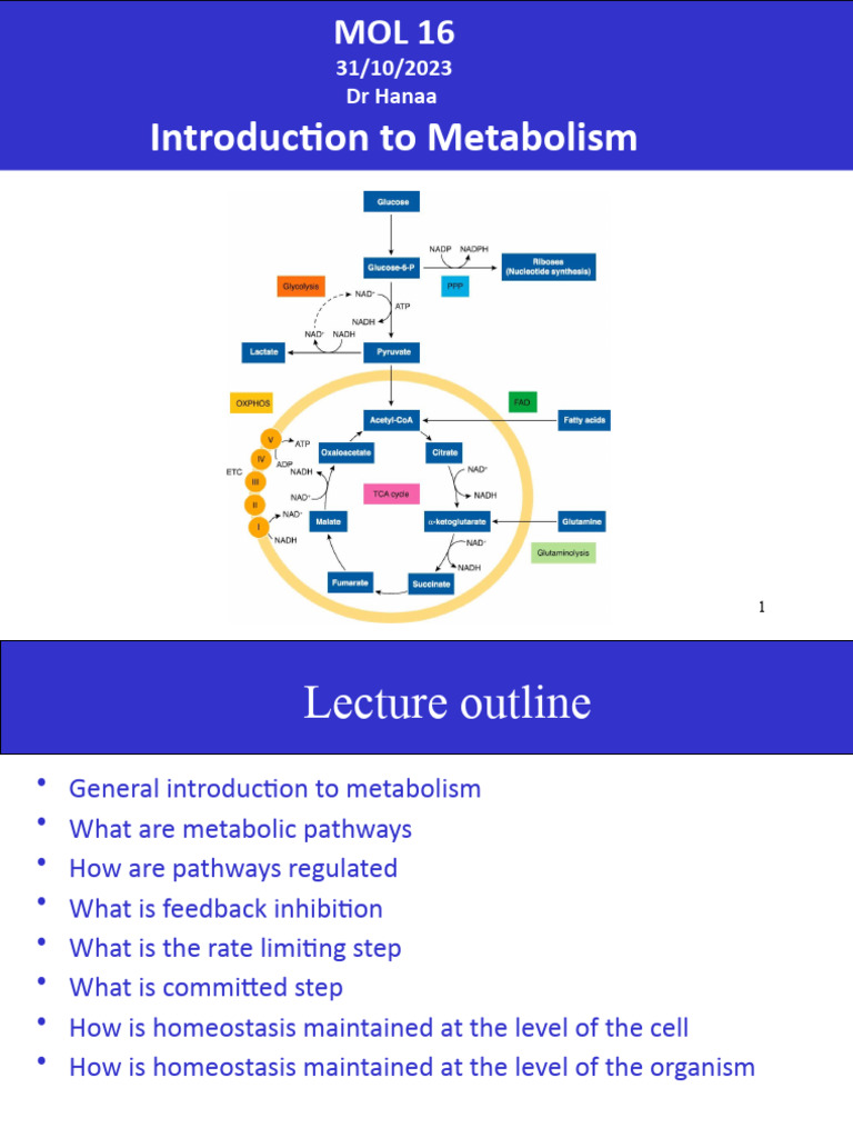 16 HF 114 Introduction To Metabolism | PDF | Metabolic Pathway | Metabolism
