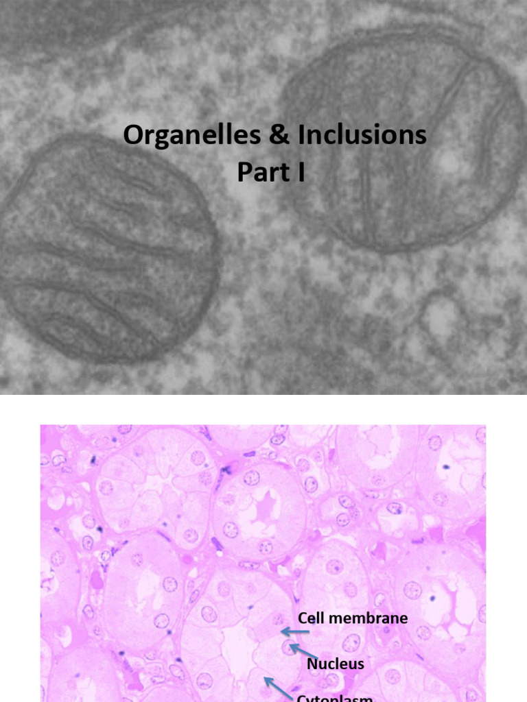 Cell Part 1 | Download Free PDF | Endoplasmic Reticulum | Mitochondrion