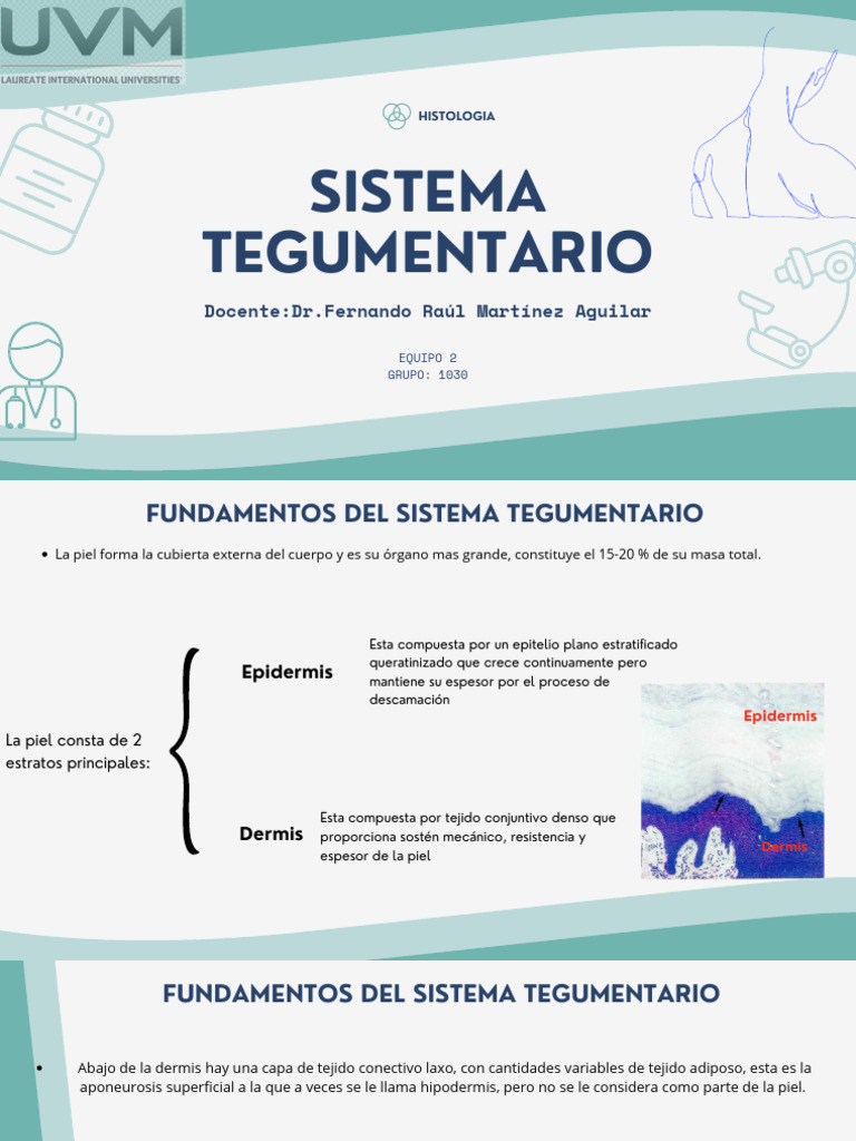 Sistema Tegumentario | Descargar gratis PDF | Piel | Sistema tegumentario