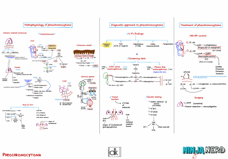 Endocrinology Pathology - 009) Pheochromocytoma (Illustrations - Key) | PDF