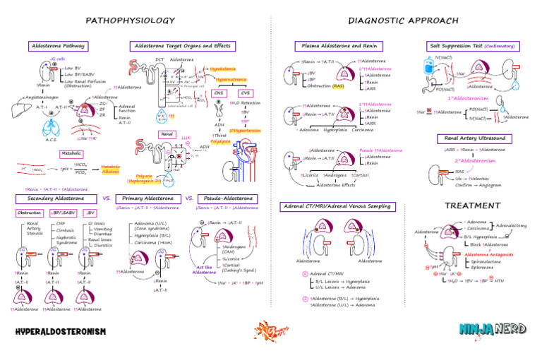 Endocrinology Pathology - 008) Hyperaldosteronism (Illustrations - Key) | PDF | Medical ...