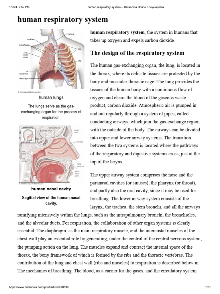 Human Respiratory System - Britannica Online Encyclopedia | PDF | Respiratory Tract | Lung