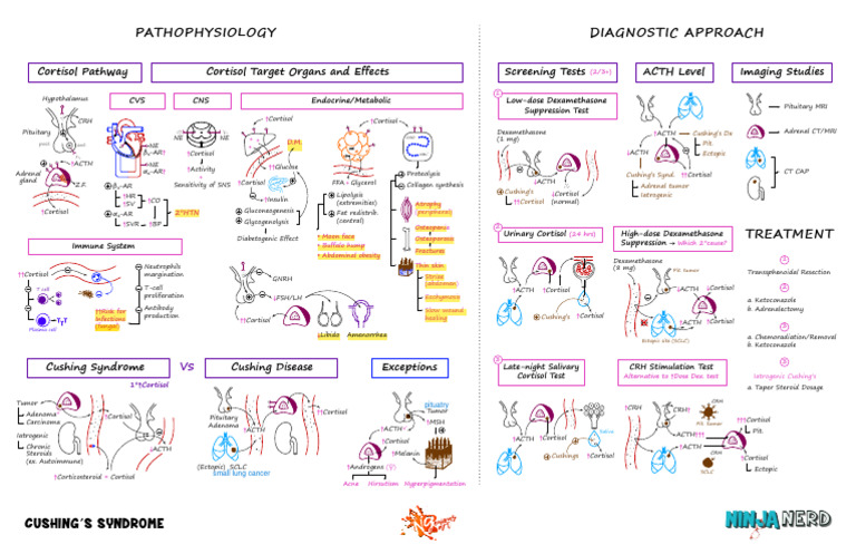 Endocrinology Pathology - 007) Cushing's Syndrome (Illustrations - Key) | PDF | Cortisol ...