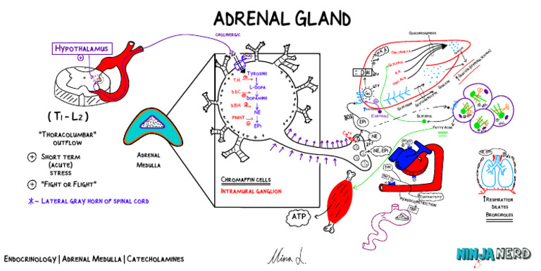 Endocrine Physiology) 15. Adrenal Medulla - Catecholamines - Key | PDF ...