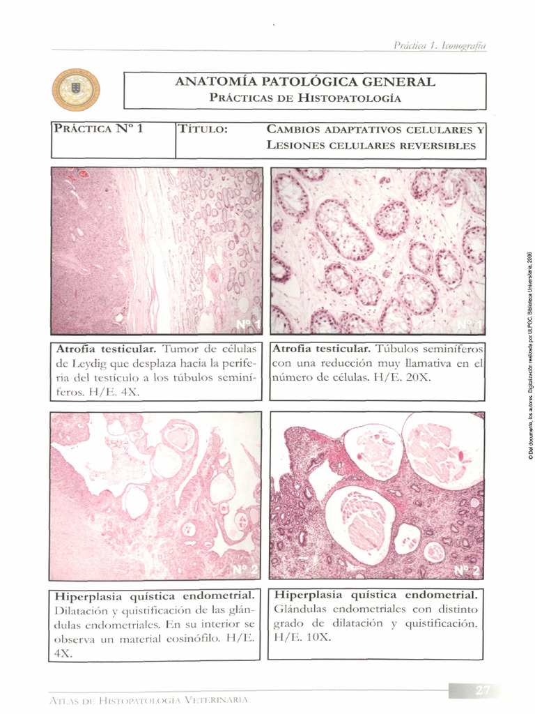 Atlas de Histopatología Veterinaria 1 Reducido | PDF | Trombo | Sistema circulatorio