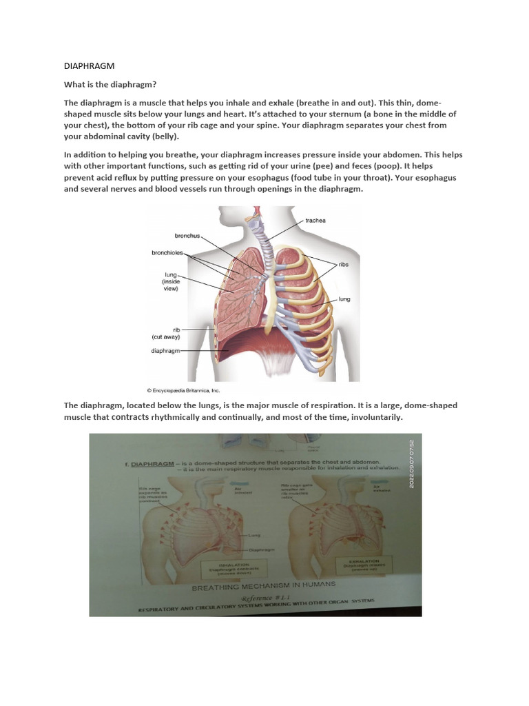 DIAPHRAGM | PDF | Clinical Medicine | Thorax (Human Anatomy)