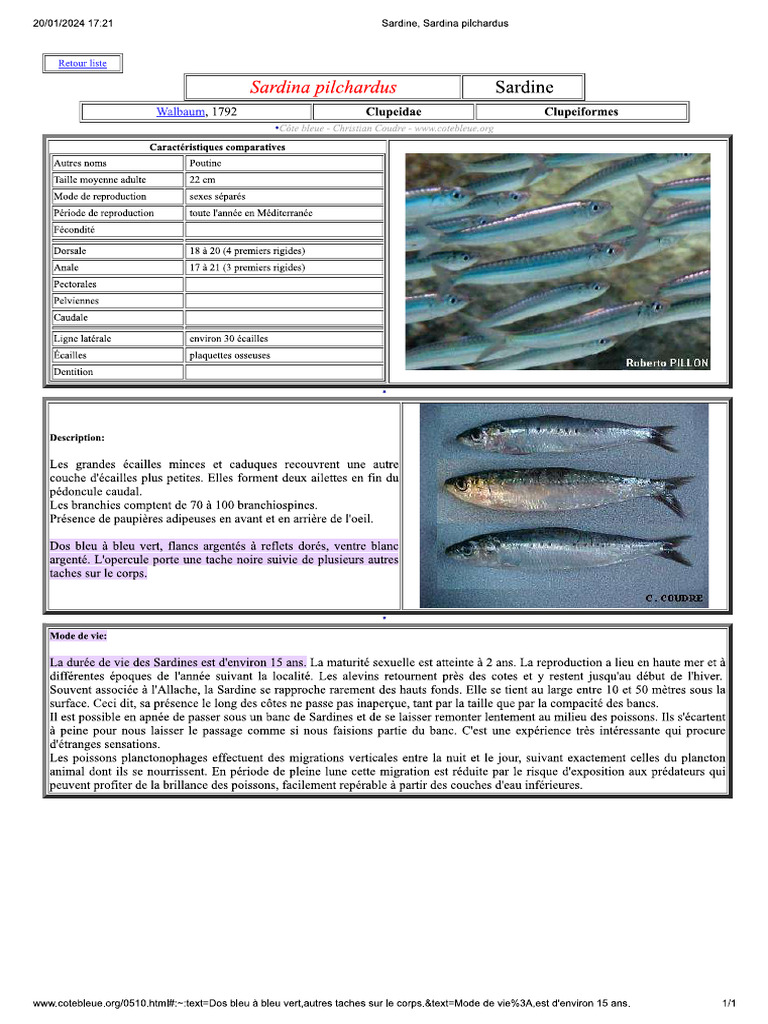 Sardine | PDF
