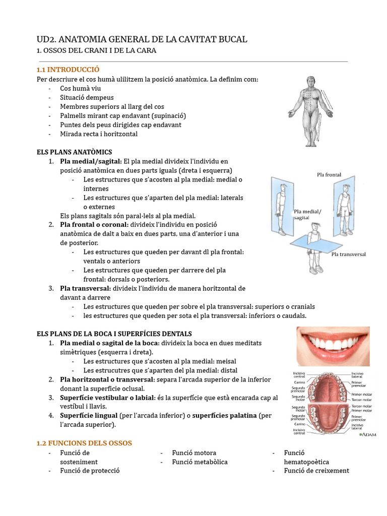 Ud2. Anatomia General de La Cavitat Bucal: 1.1 Introducció | PDF