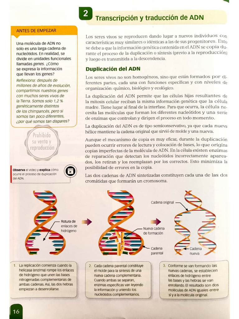 Transcripción y Traducción Del ADN | PDF